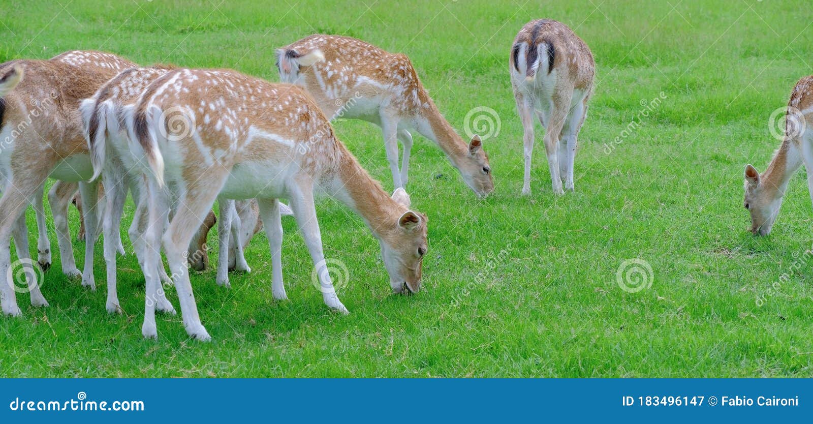 Fallow deers in a meadow stock image. Image of fallow - 183496147
