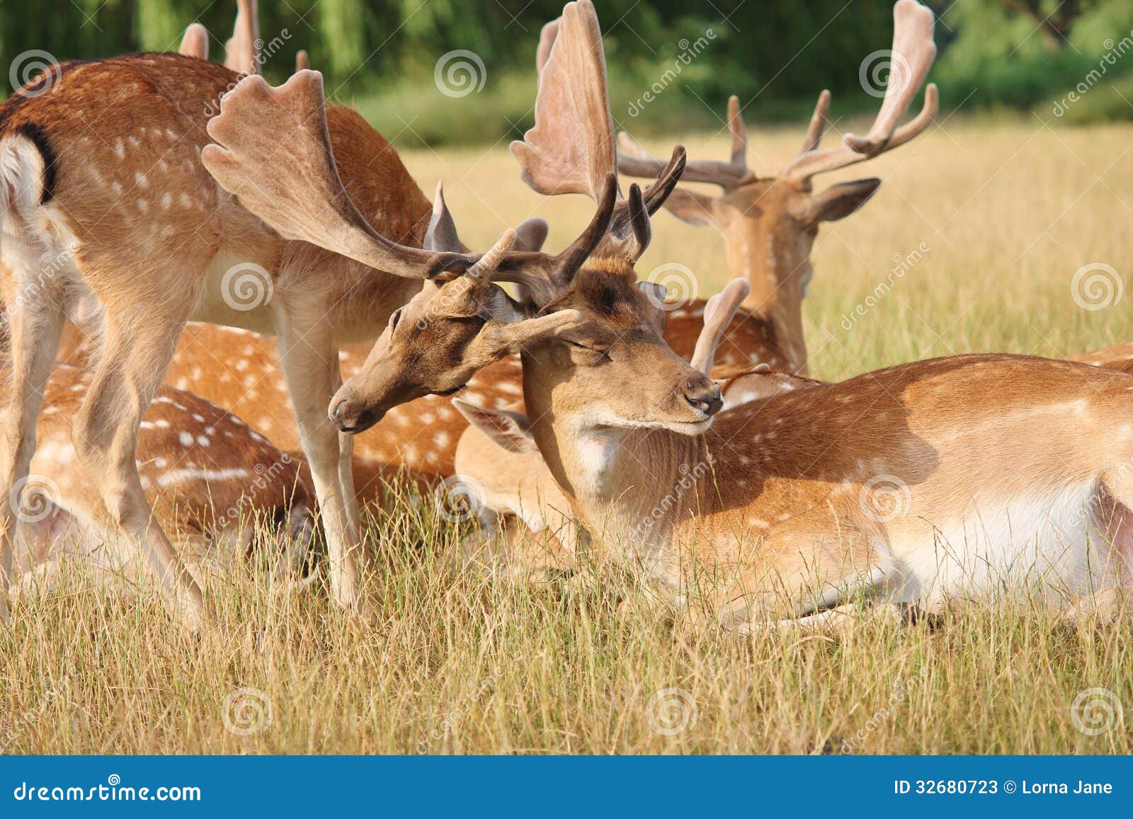 Deer Group of Fallow Stags with a Fawn Playing Stock Image - Image of ...