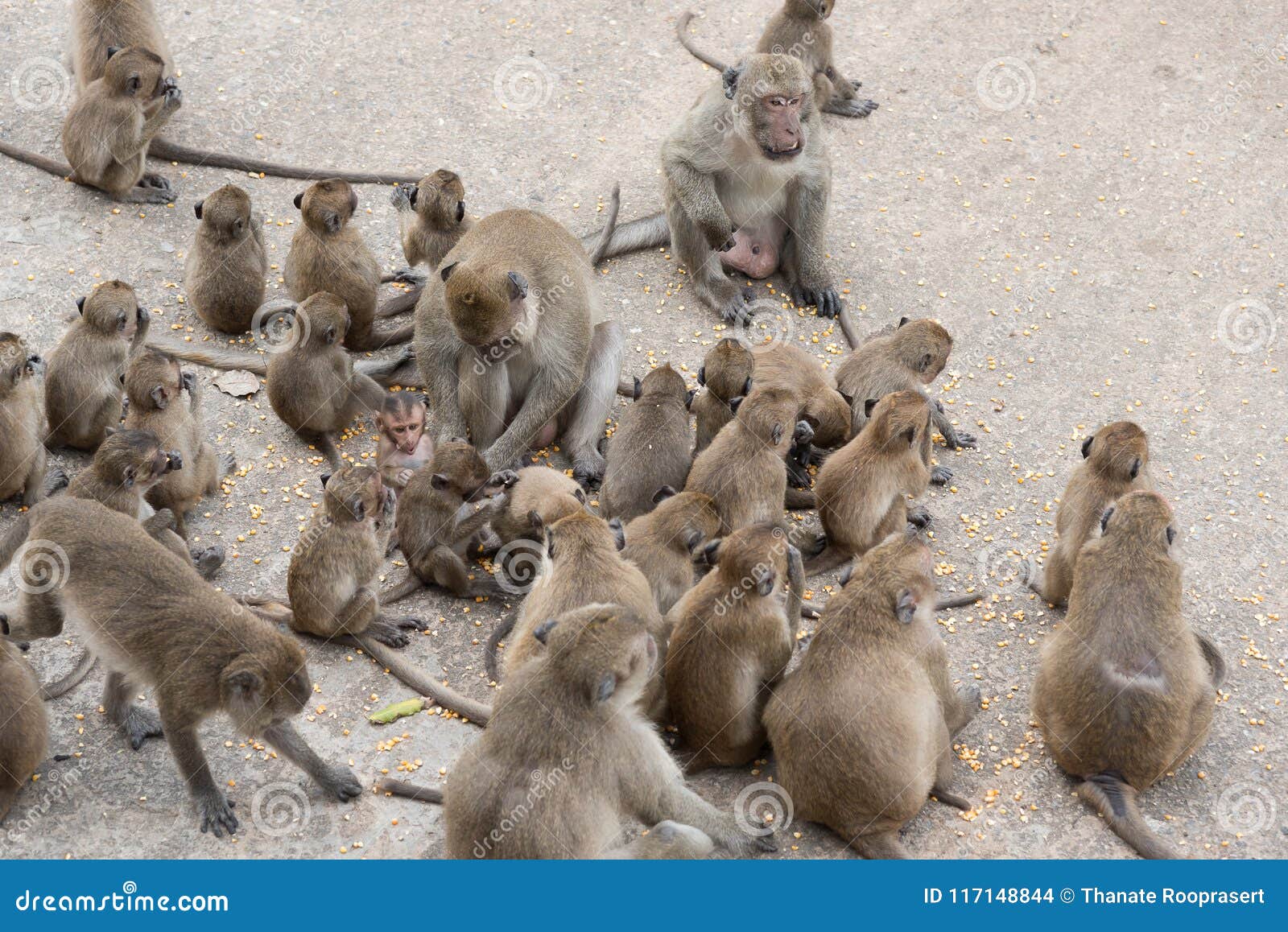 Group of families monkey. stock photo. Image of family - 117148844