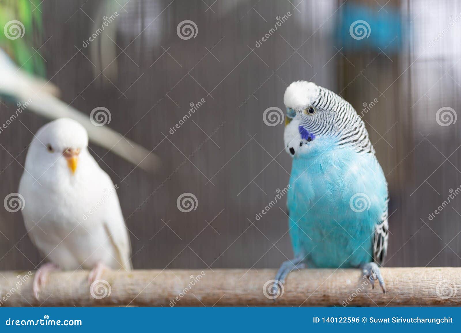 Group of Fancy Color Budgerigar Stock Photo - Image of bird, beautiful ...