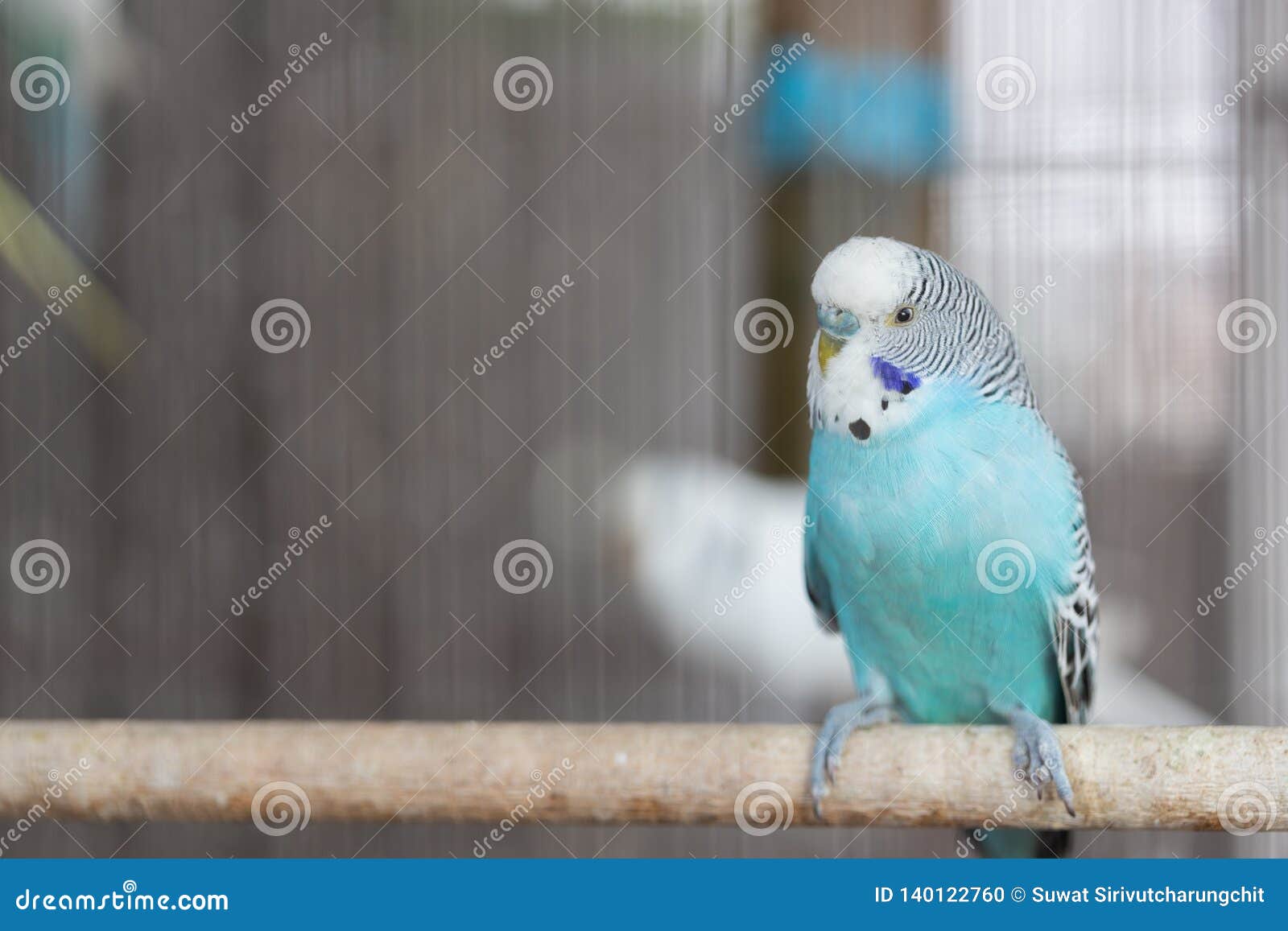 Group of Fancy Color Budgerigar Stock Photo - Image of cute, feather ...