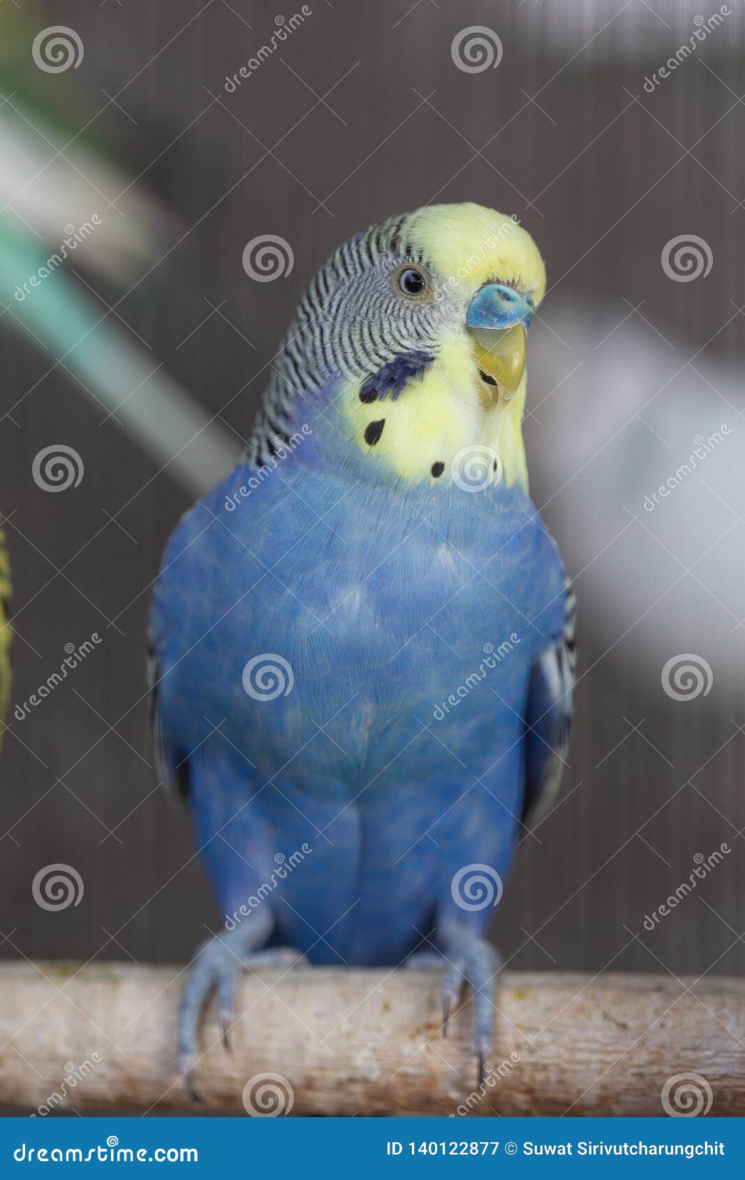 Group of Fancy Color Budgerigar Stock Image - Image of bird, cute ...