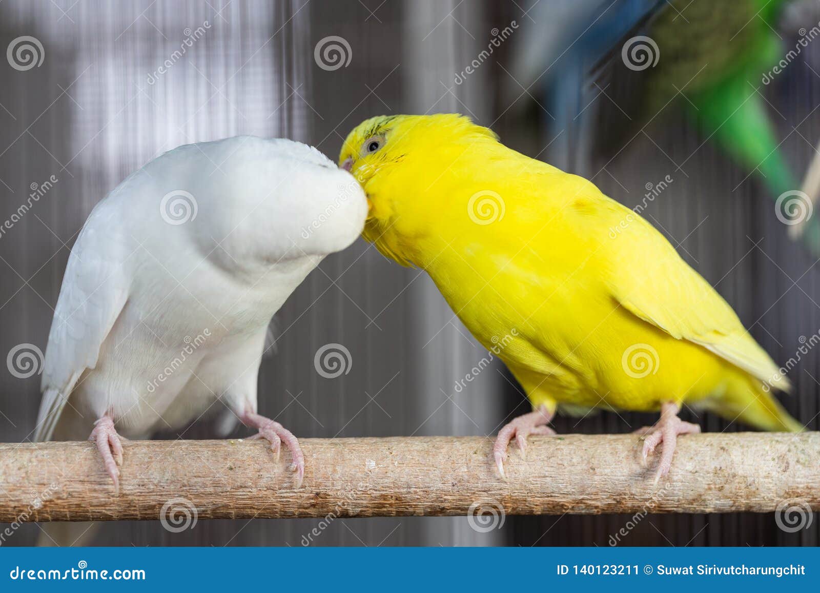 Group of Fancy Color Budgerigar Stock Image - Image of colored ...