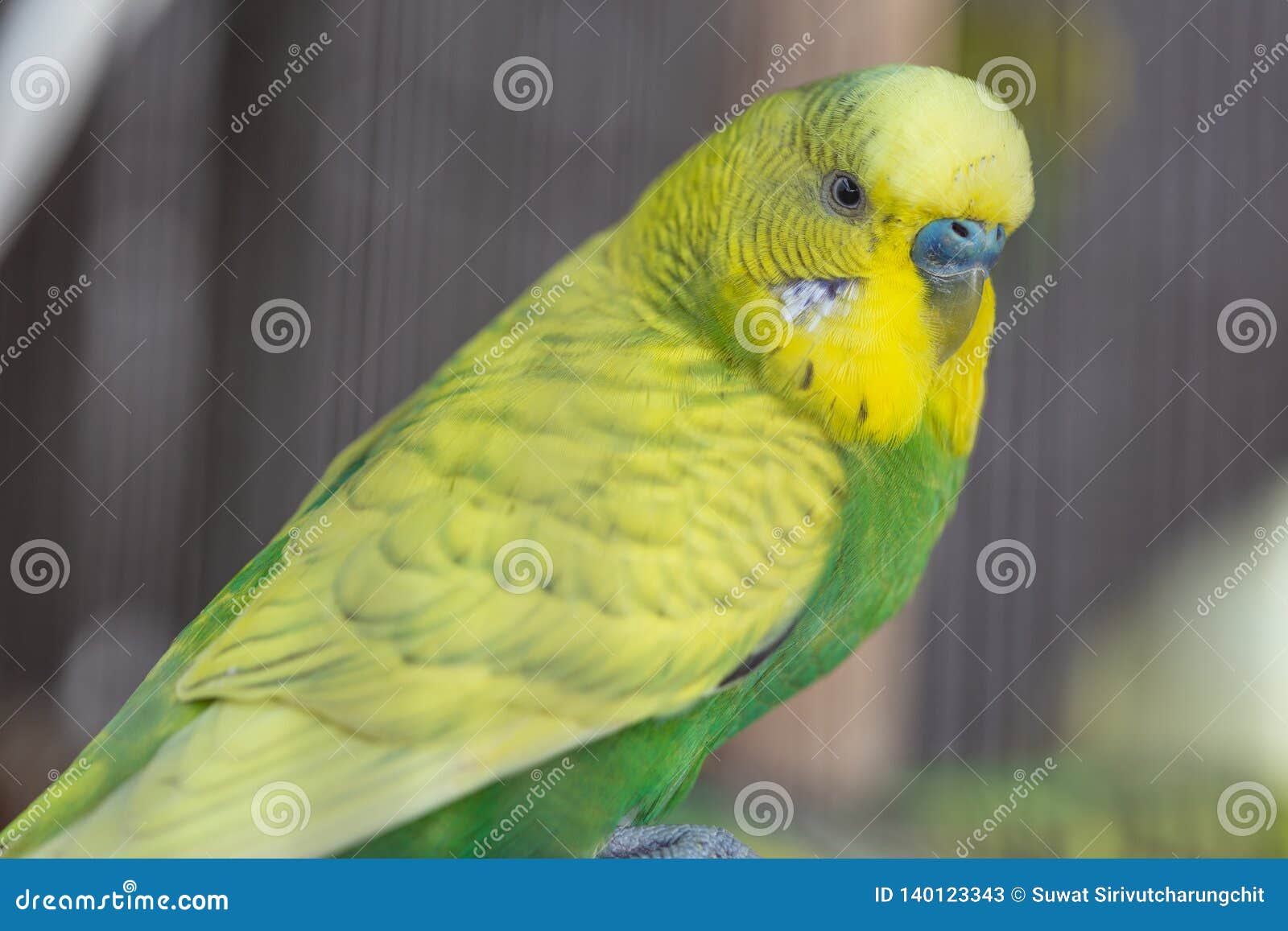 Group of Fancy Color Budgerigar Stock Image - Image of yellow, bird ...