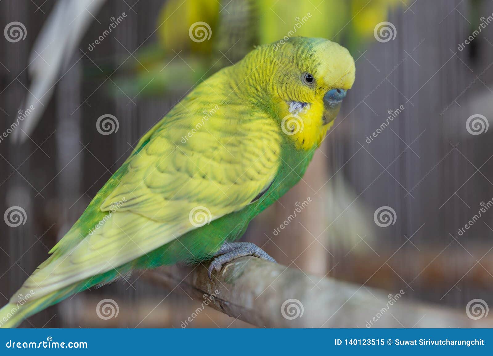 Group of Fancy Color Budgerigar Stock Image - Image of yellow, wild ...