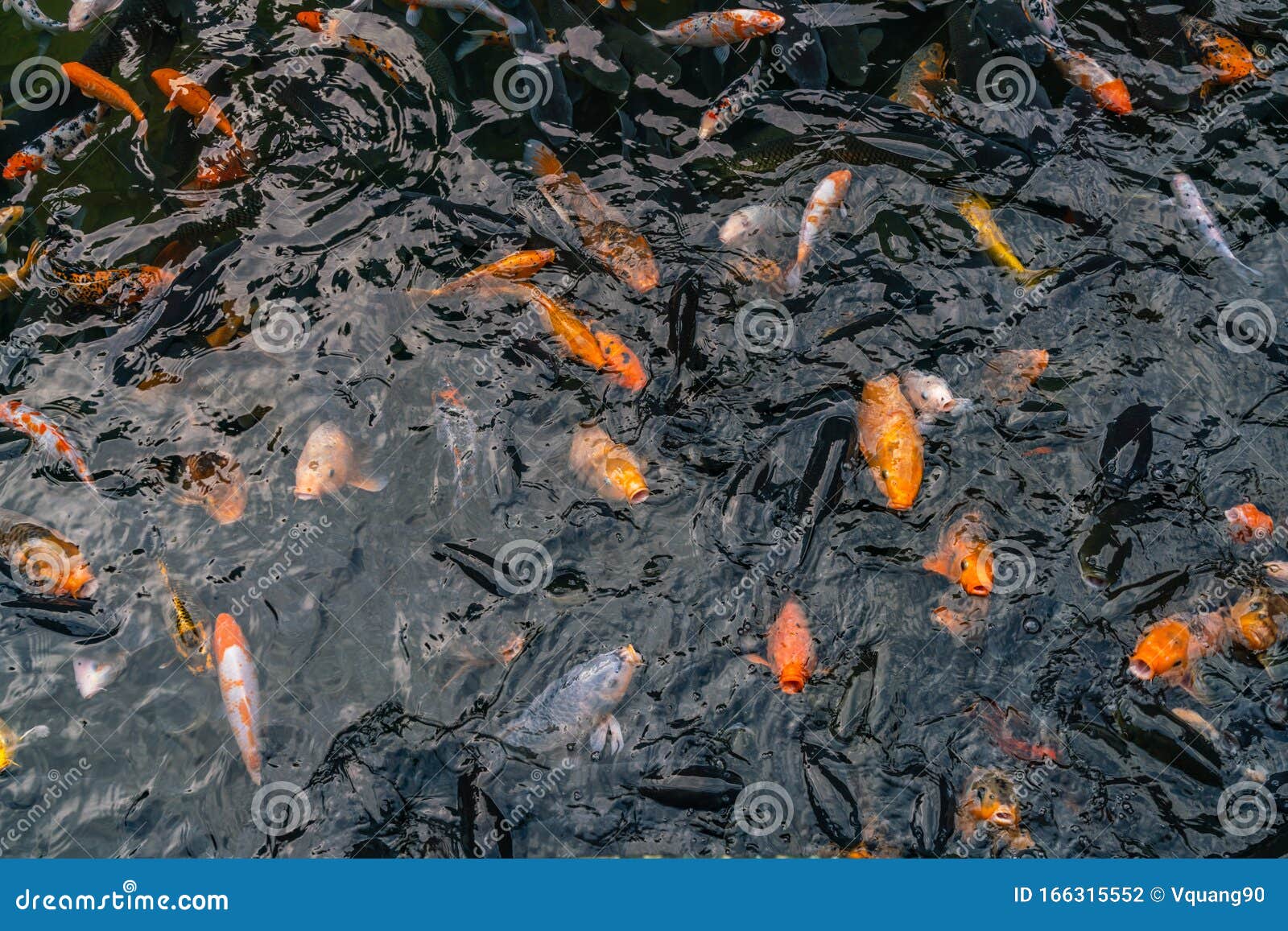 Group of Fancy Koi Fish Swimming in the Pond Stock Photo - Image of ...