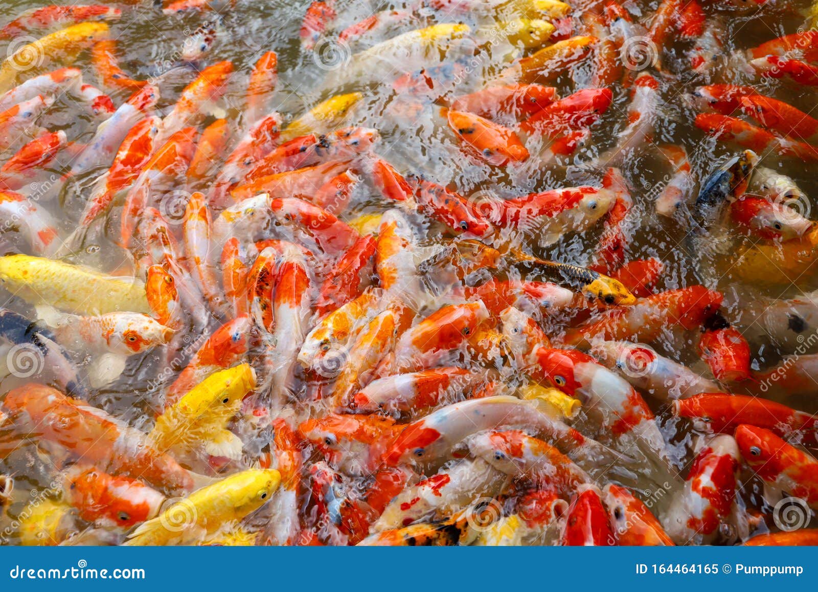 Group Fantasy Carp Fish in the Water is Beautiful Stock Image - Image ...