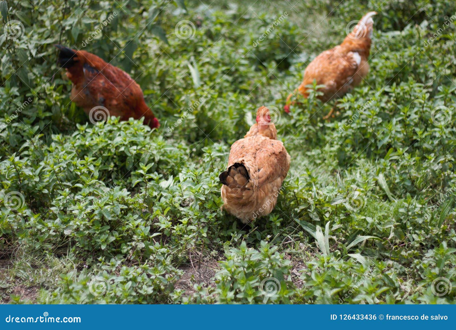 Chickens and Hens on the Farm Stock Photo - Image of animals, hens ...