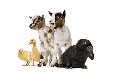 Group of farm animals stock image. Image of background - 44430171