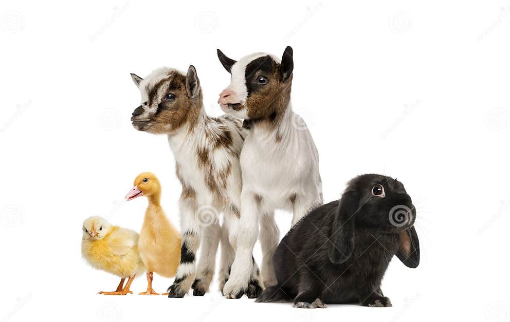 Group of farm animals stock image. Image of background - 44430171