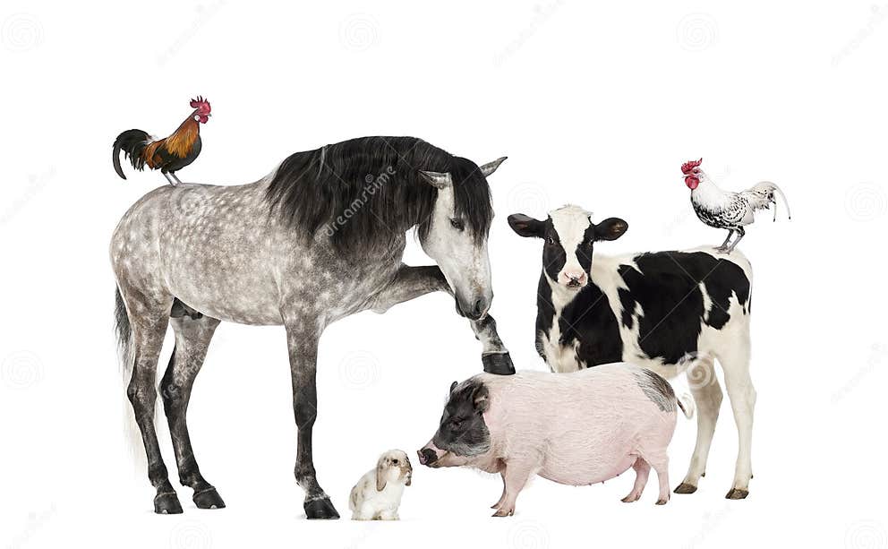 Group of farm animals stock image. Image of people, poultry - 72542651