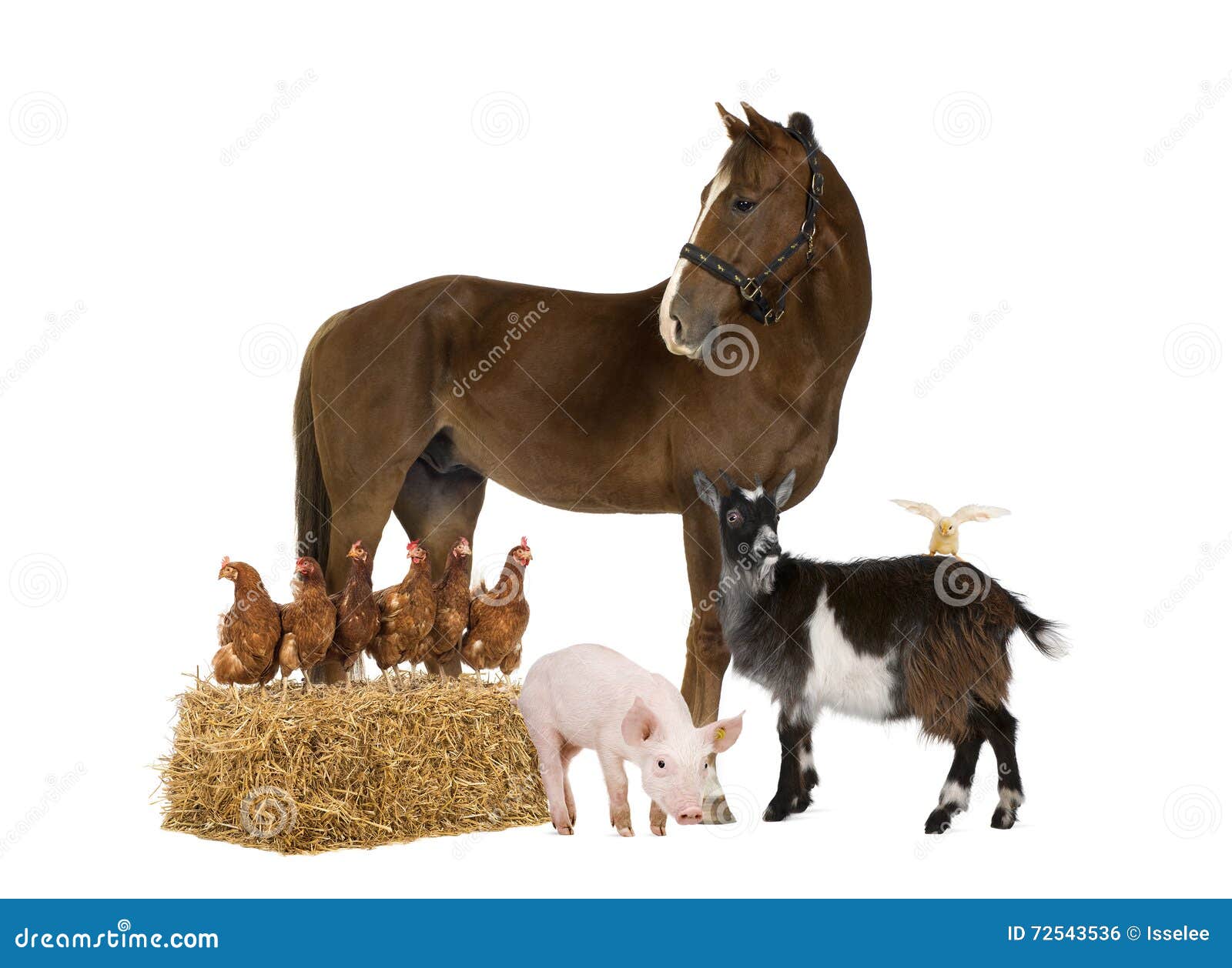 Group of farm animals stock photo. Image of omnivore - 72543536