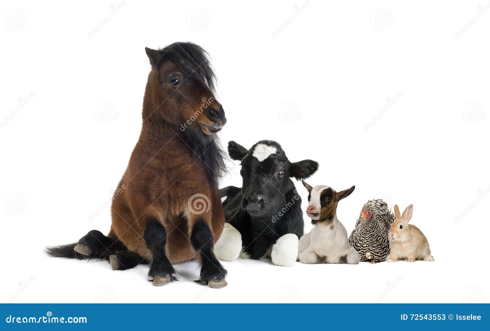 Running Farm Animals