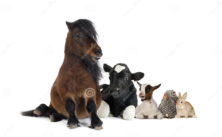 Group of farm animals stock image. Image of large, arctic - 72543553