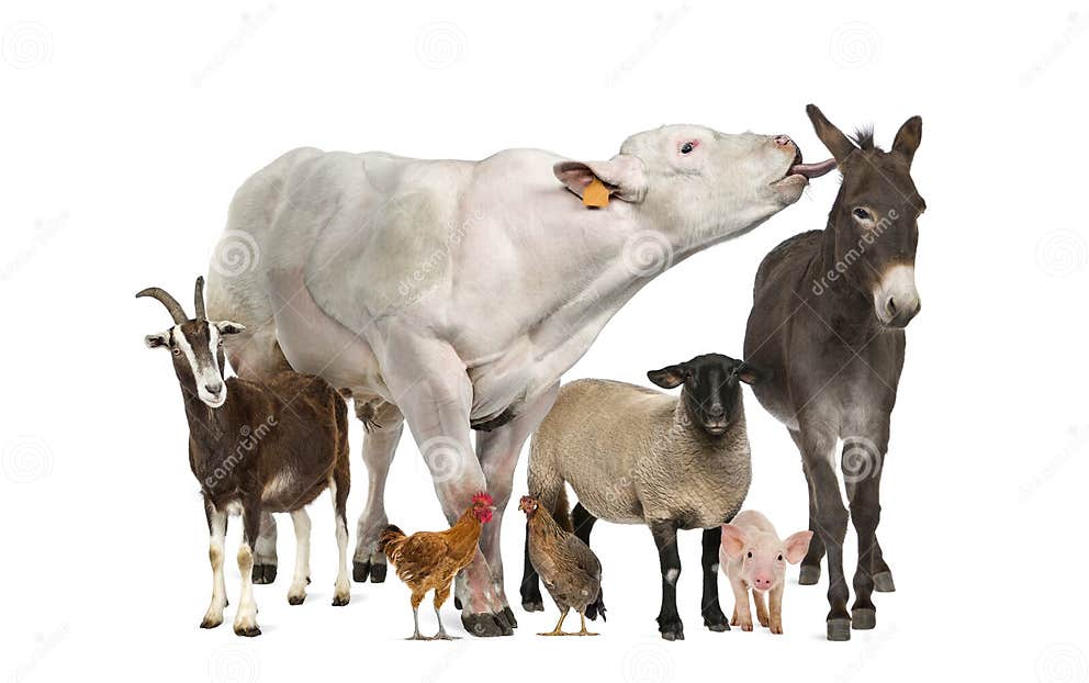 Group of farm animals stock image. Image of bleu, isolated - 72543735