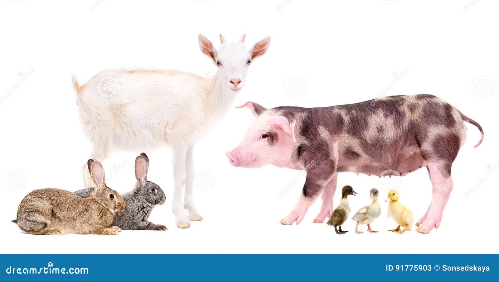 Group Of Farm Animals Royalty-Free Stock Photography | CartoonDealer ...