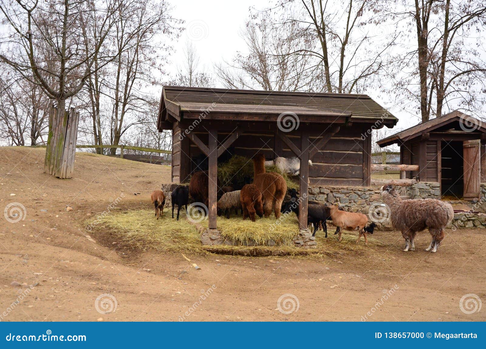 A group of farm animals stock photo. Image of food, chicken - 138657000