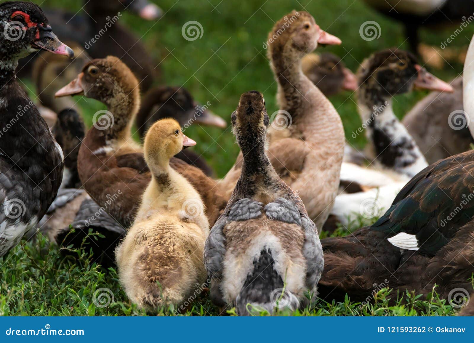 Several Ducks Rest on Ground Stock Photo - Image of hatch, countryside ...