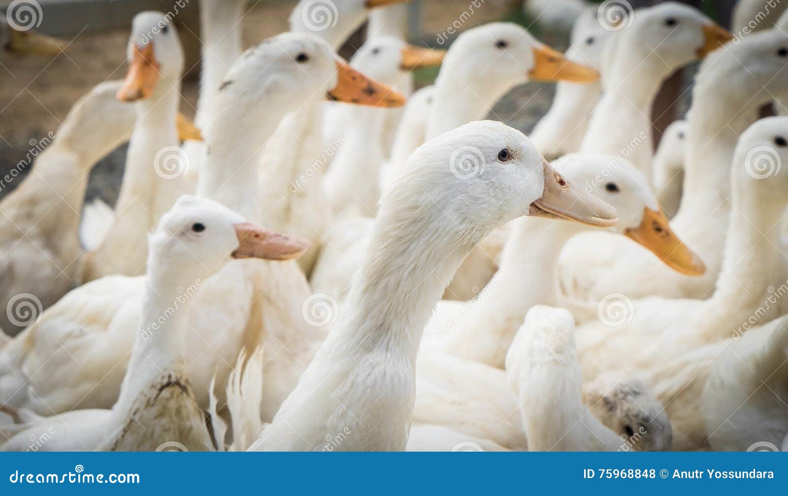 Group of Farm White Duck Facing Way Stock Photo - Image of farm ...