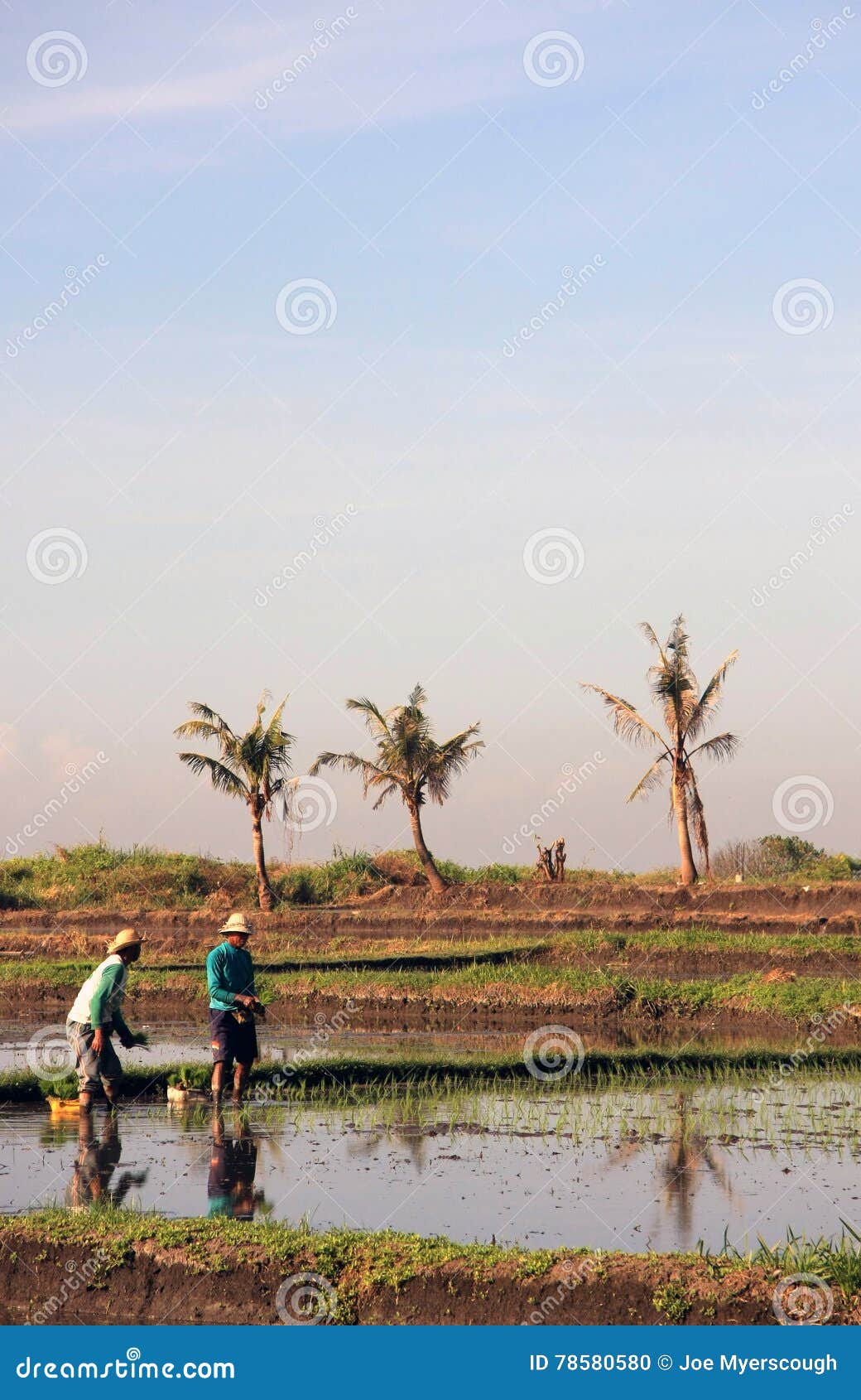 Group of Farm Workers in Bali Workin Editorial Image - Image of asian ...