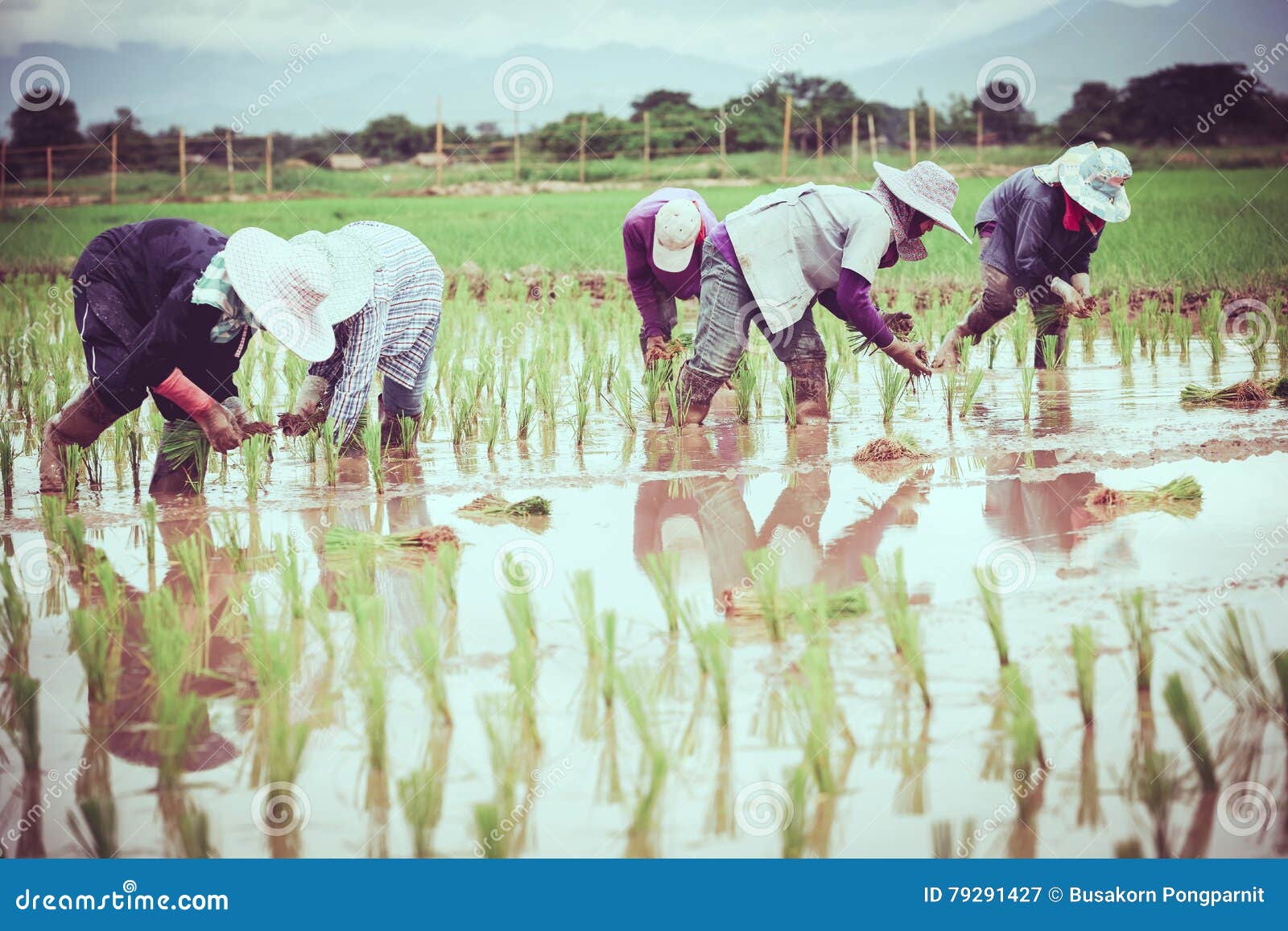 Group of Farmers Working at a Rice Field Editorial Photography - Image ...