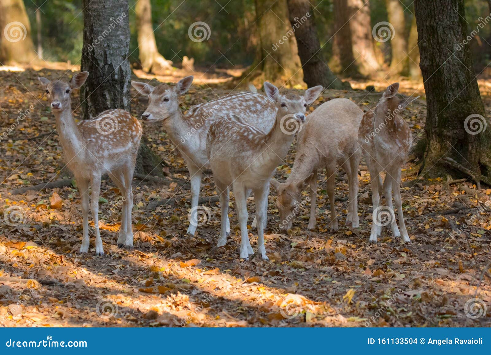 Group of fawns in a forest stock photo. Image of fawns - 161133504