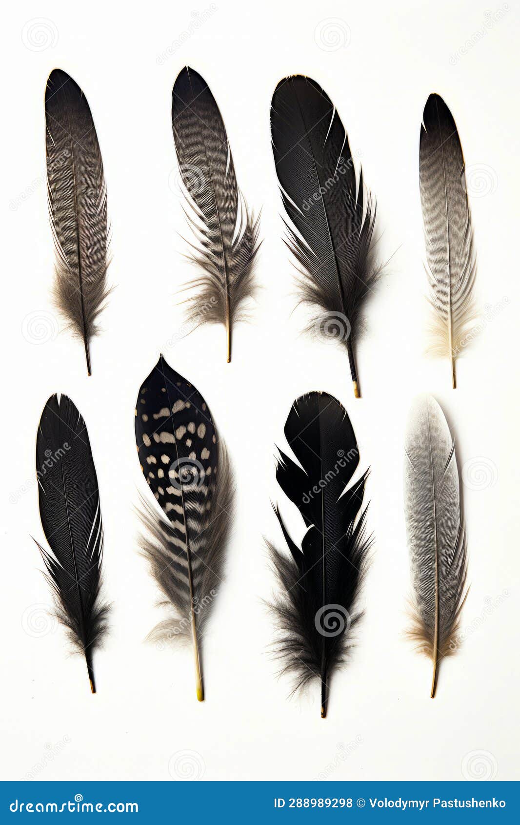 Group of Feathers Sitting on Top of White Surface Next To Each Other ...