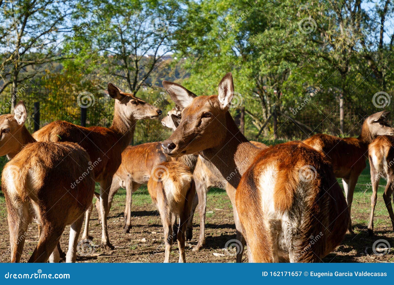 Group of Female Deer in the Forest Stock Image - Image of nature ...