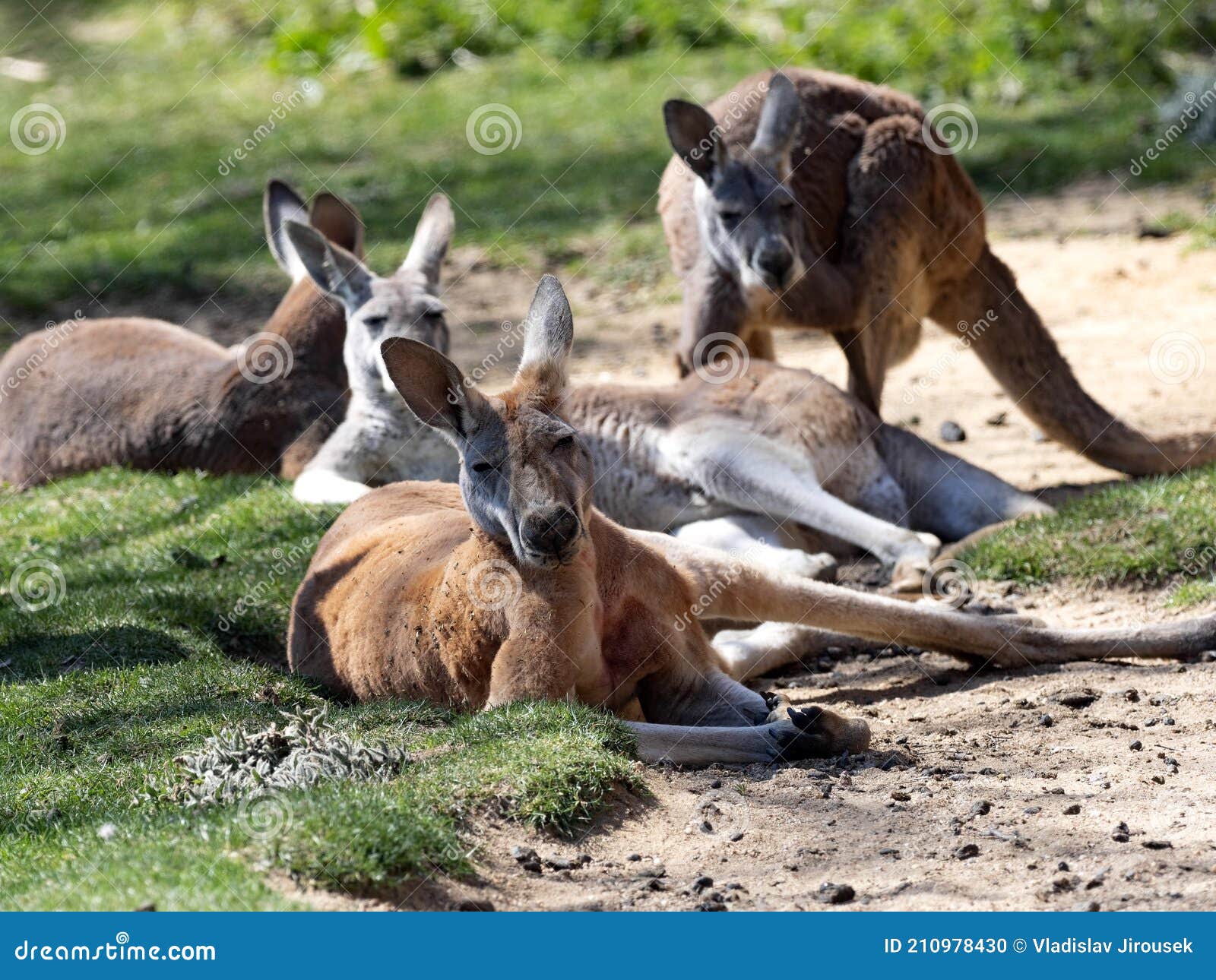 Group of Female Red Kangaroo, Macropus Rufus, Resting on the Lawn Stock ...