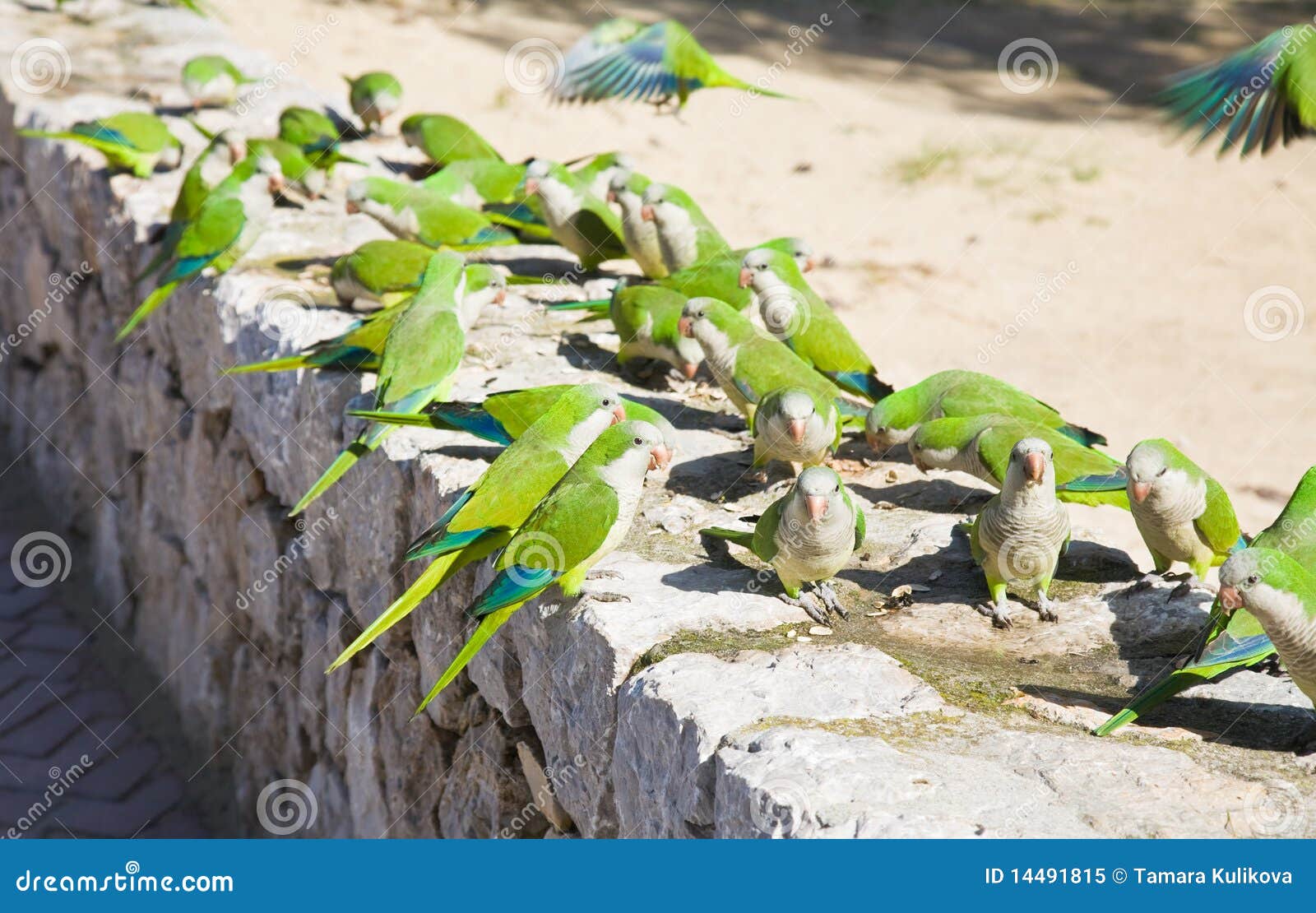 Group of Feral Monk Parakeets Stock Image - Image of plumage, europe ...