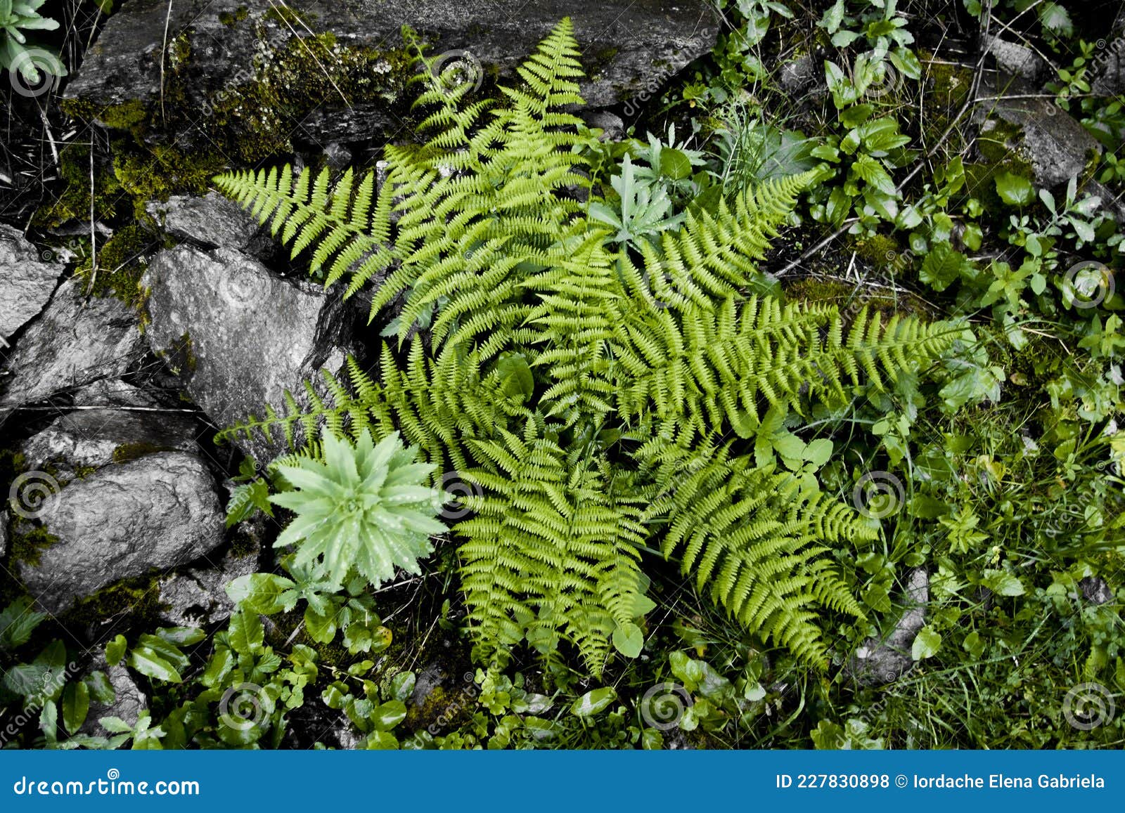 Group of fern plants stock photo. Image of outside, macro - 227830898