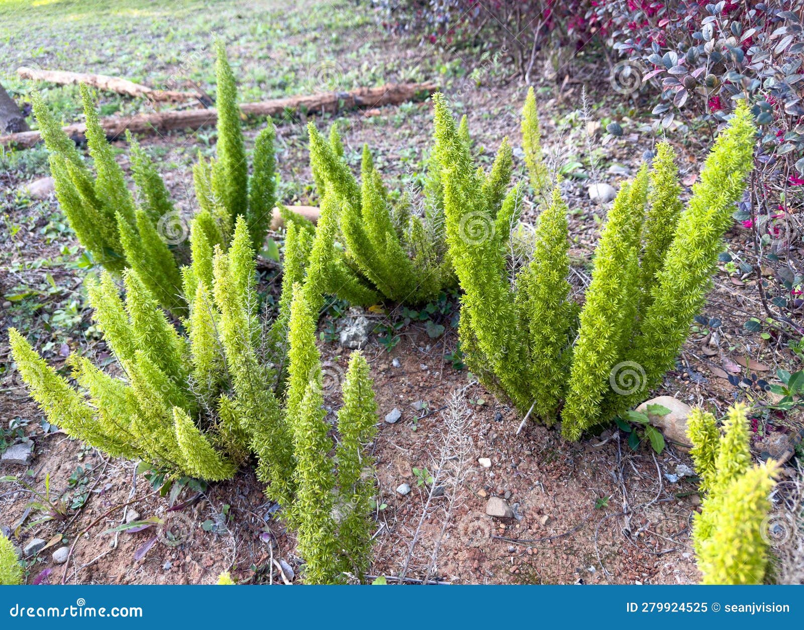 A Group of Fern Plants are Growing in the Ground Stock Image - Image of ...