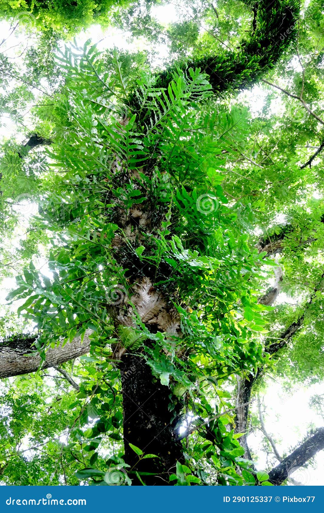 Group of Fern on Tree, Low Angle View, Nature Stock Image - Image of ...
