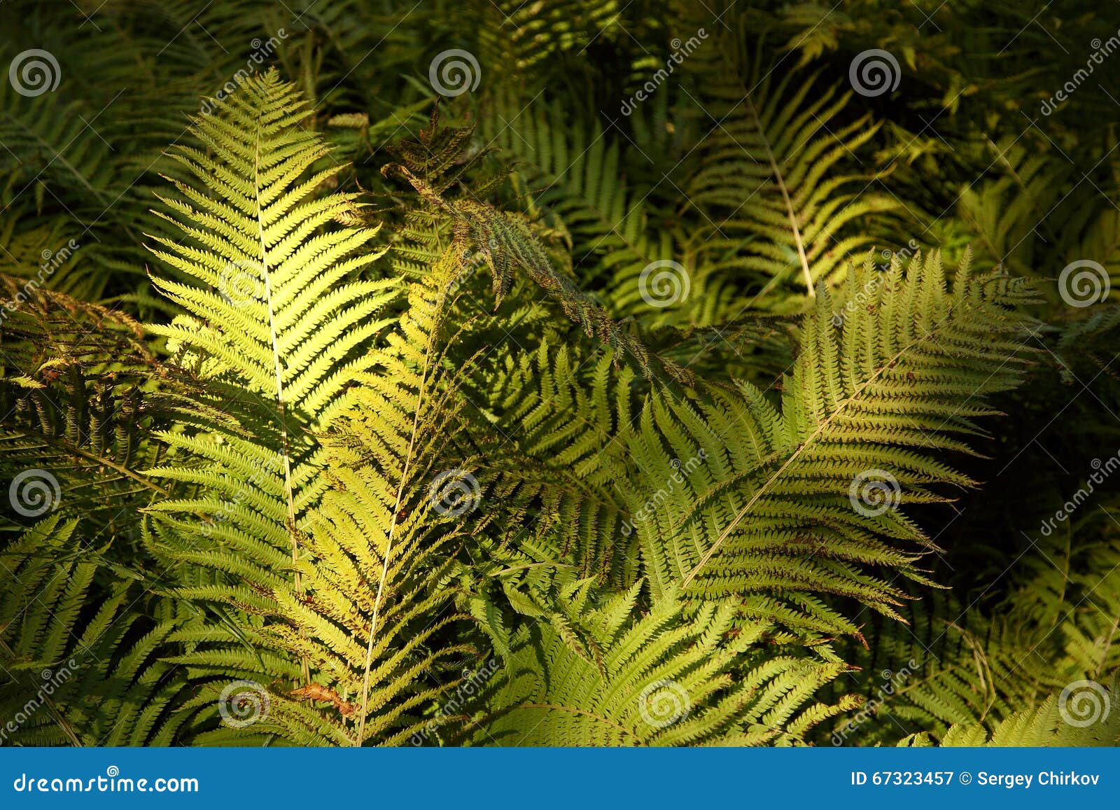 Group of ferns stock image. Image of fern, forest, botany - 67323457
