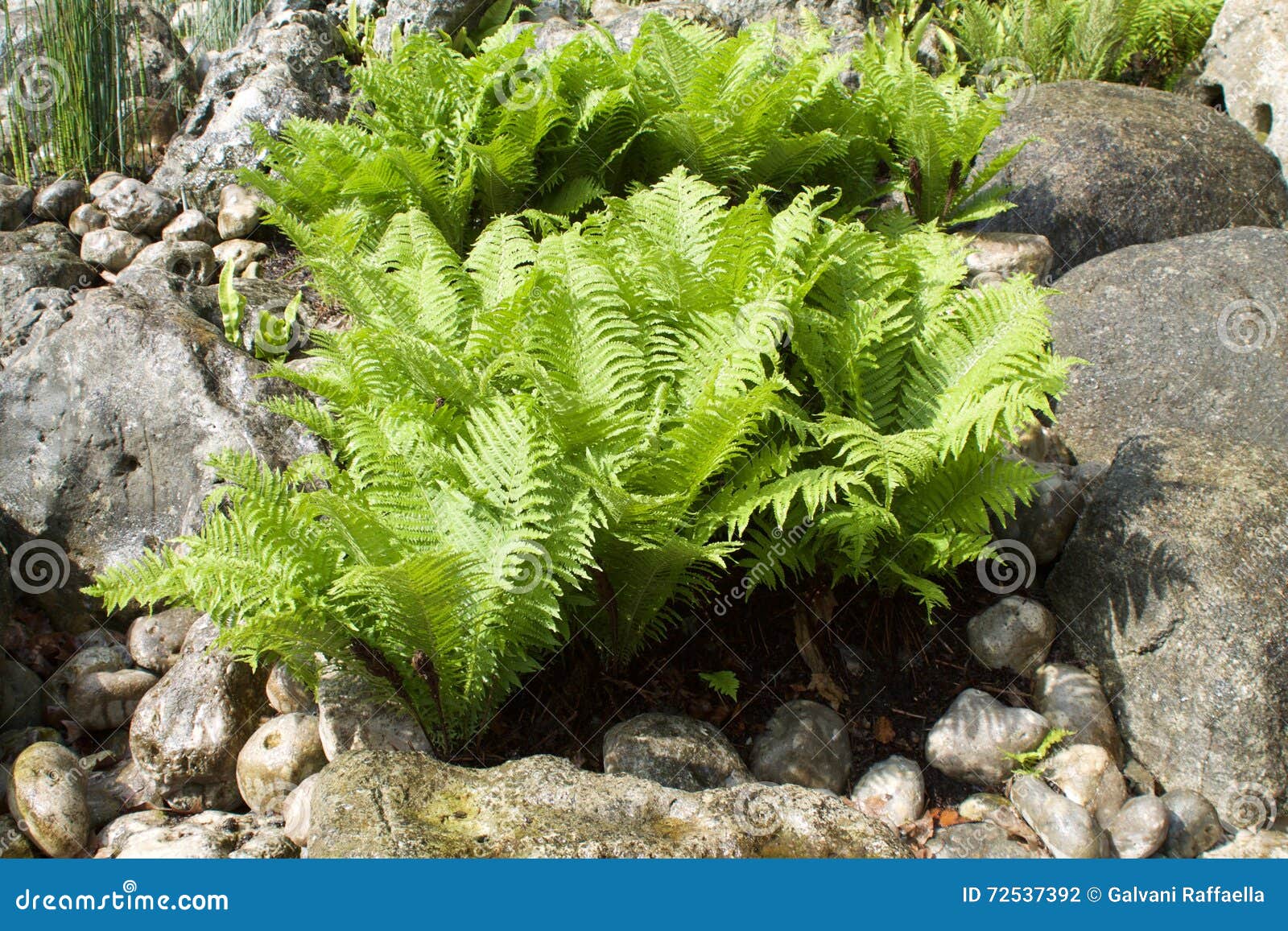 Group of Ferns among the Rocks Stock Photo - Image of marattiopsida ...