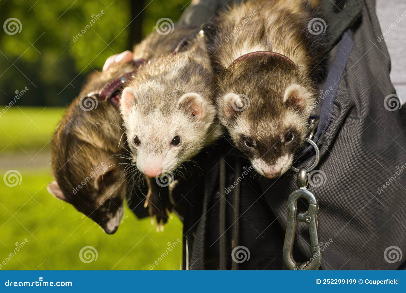Three Ferrets Resting in Soft Pouch between Running in Summer Park ...