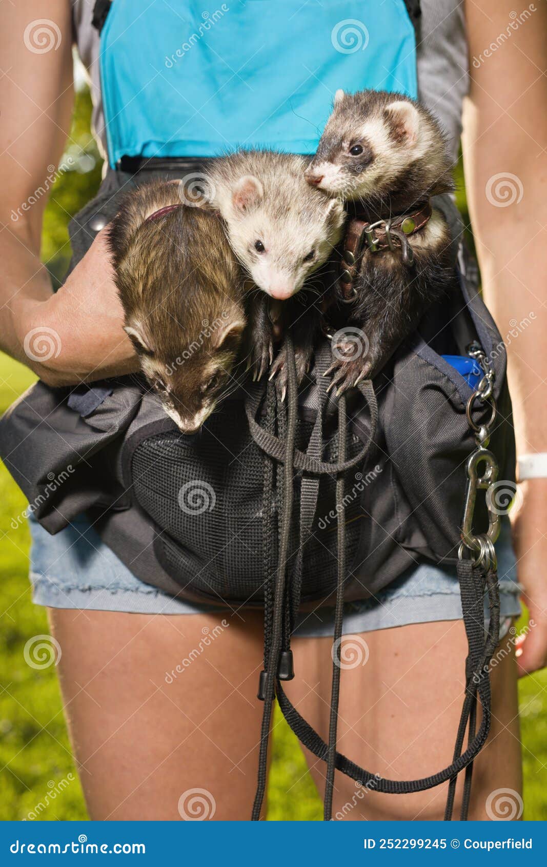 Three Ferrets Resting in Soft Pouch between Running in Summer Park ...