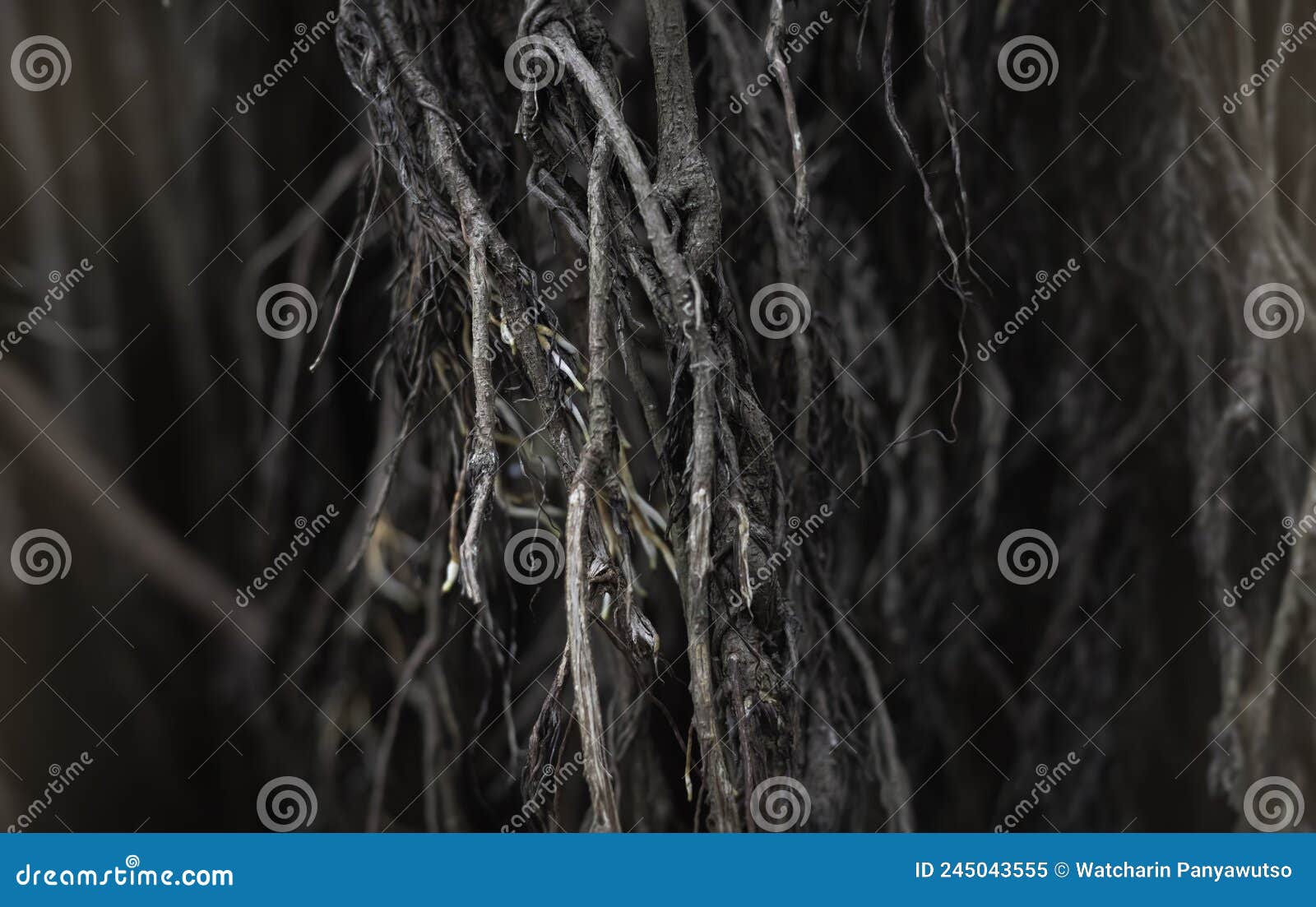 Group of Fibrous Root,Old and Mess Stock Image - Image of organic ...
