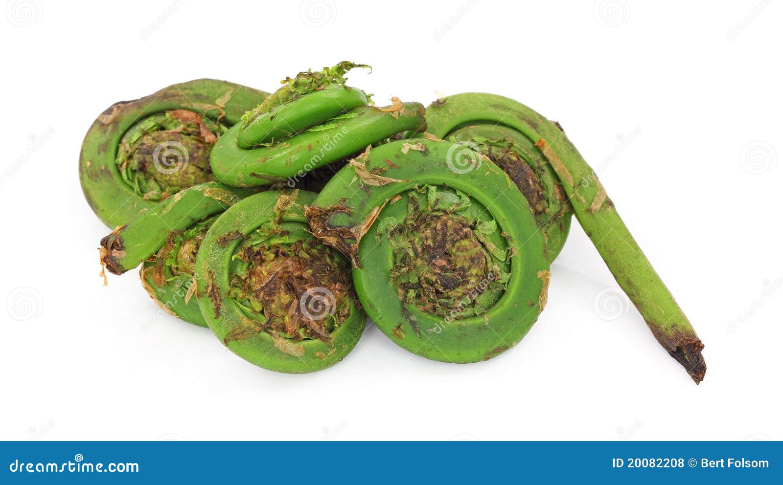 Group of fiddleheads stock photo. Image of healthy, diet - 20082208