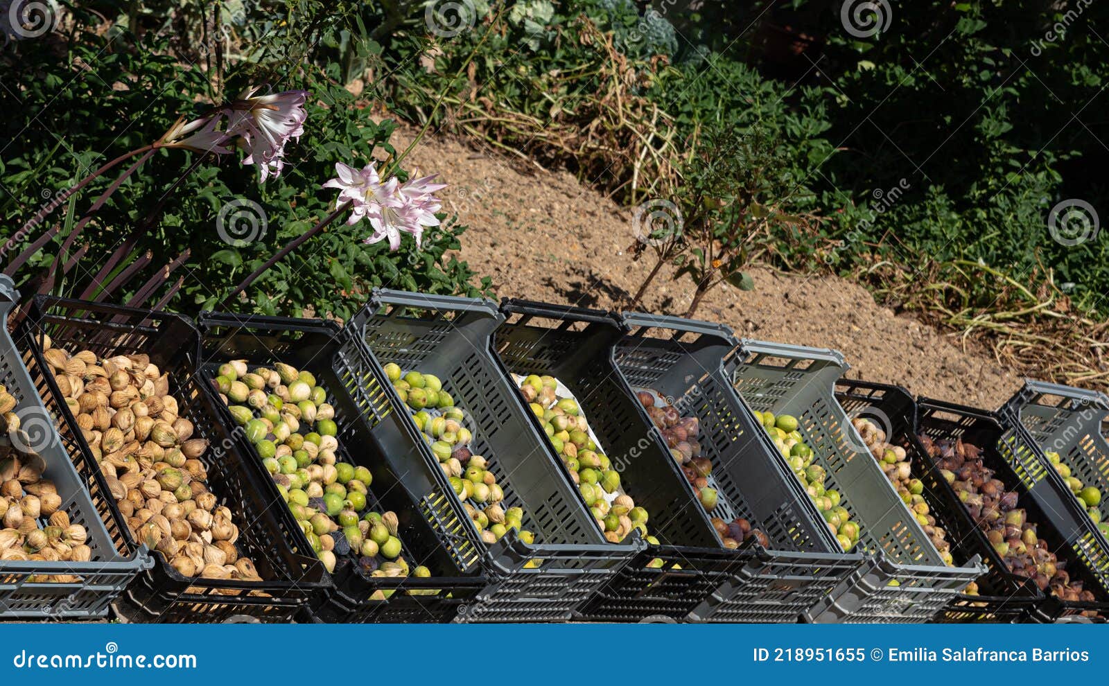 Group of Figs and Brevas of Different Types Stock Image - Image of ...