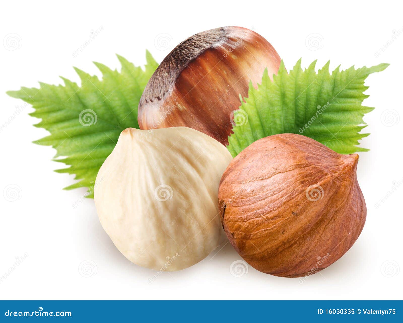 Group of Filberts with Leaves. Stock Image - Image of green, white ...