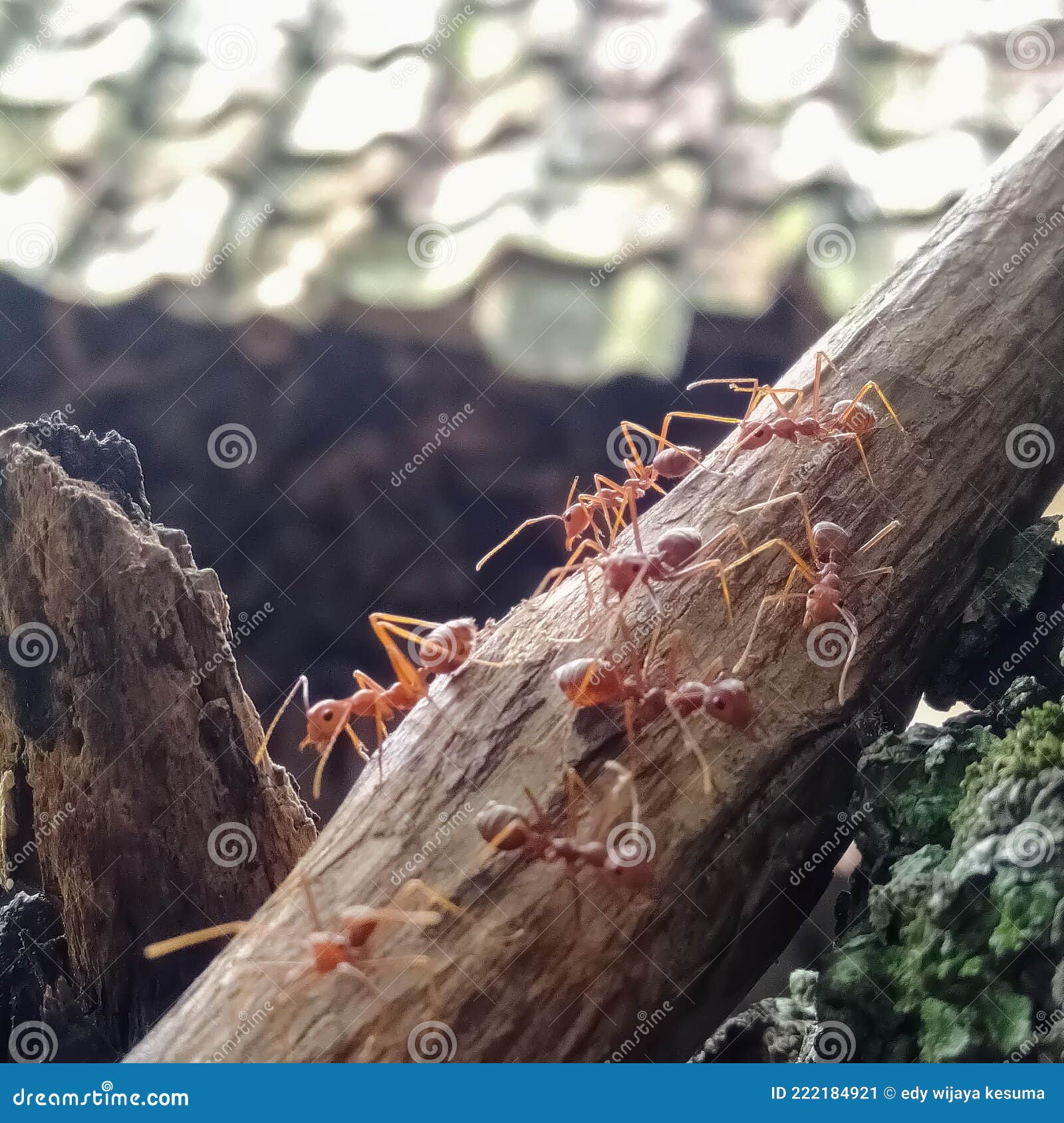 A Group of Fire Ant Looking for Food Stock Image - Image of food, fire ...