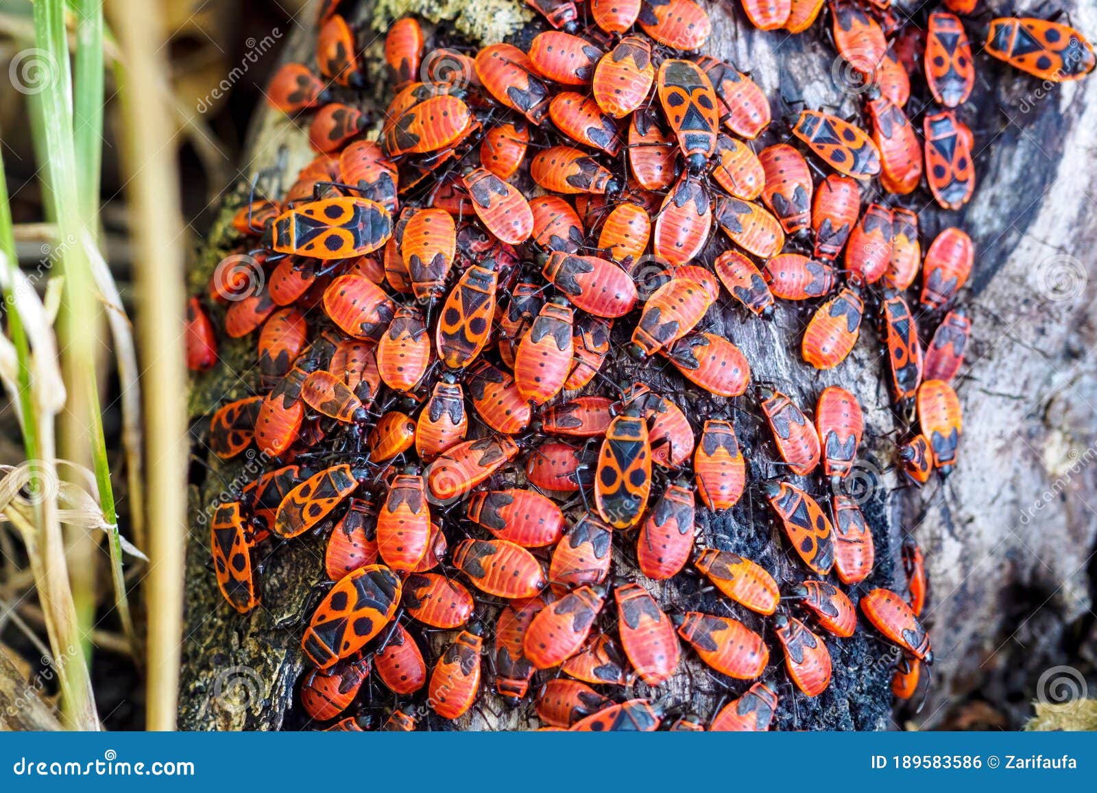 Group of Firebug, Pyrrhocoris Apterus on Tree Trunk. Top View ...