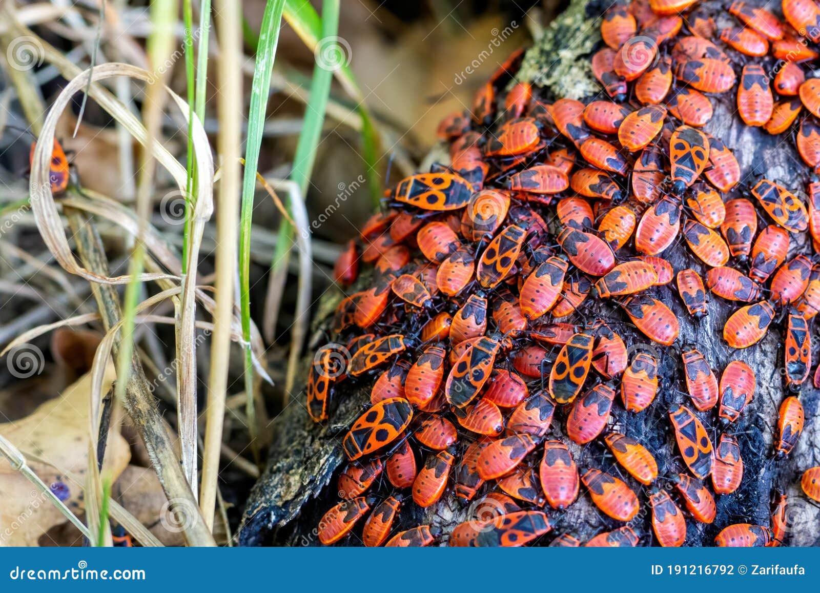 Group of Firebug, Pyrrhocoris Apterus on Tree Trunk. Top View ...