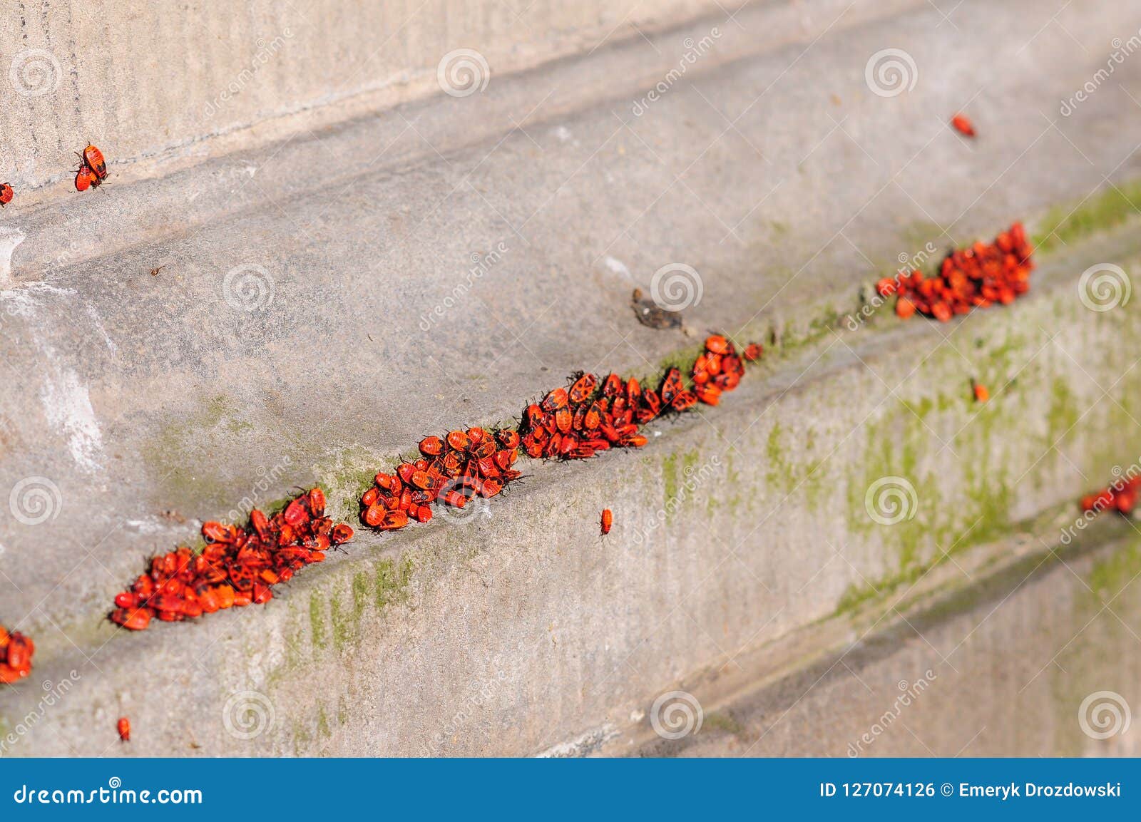 Group of firebuds stock photo. Image of base, insect - 127074126