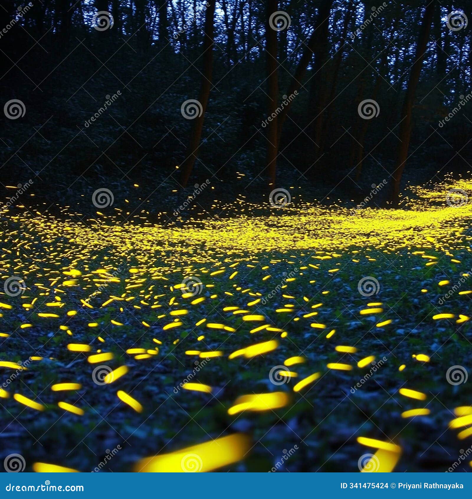 "Group of Fireflies Lighting Up a Dark Forest at Night" Stock ...