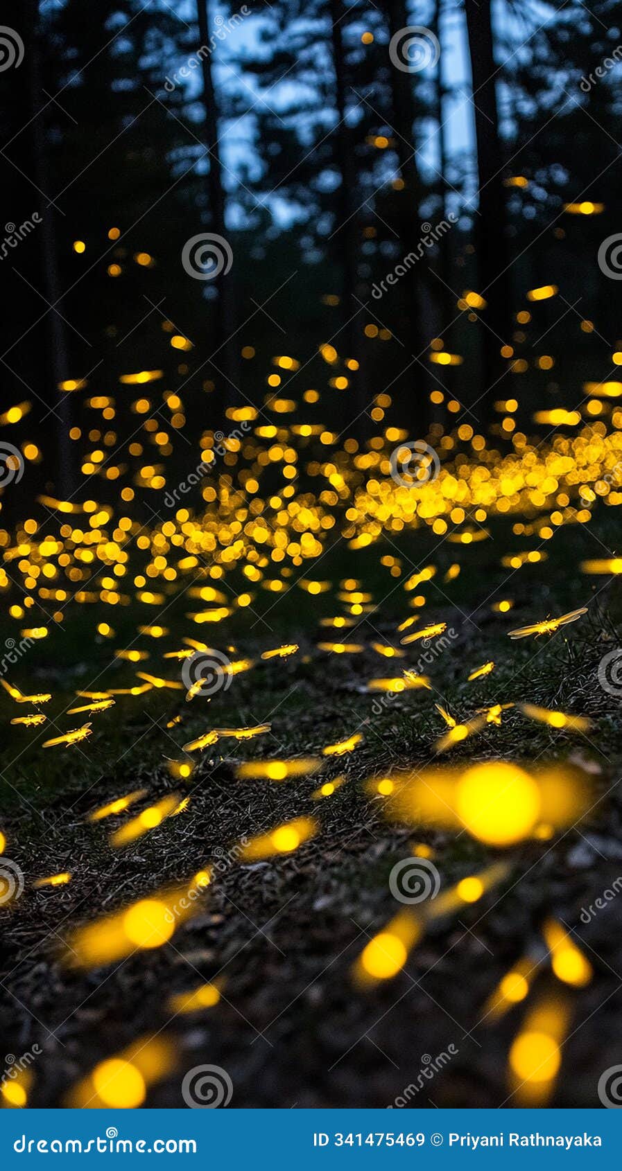 "Group of Fireflies Lighting Up a Dark Forest at Night" Stock ...
