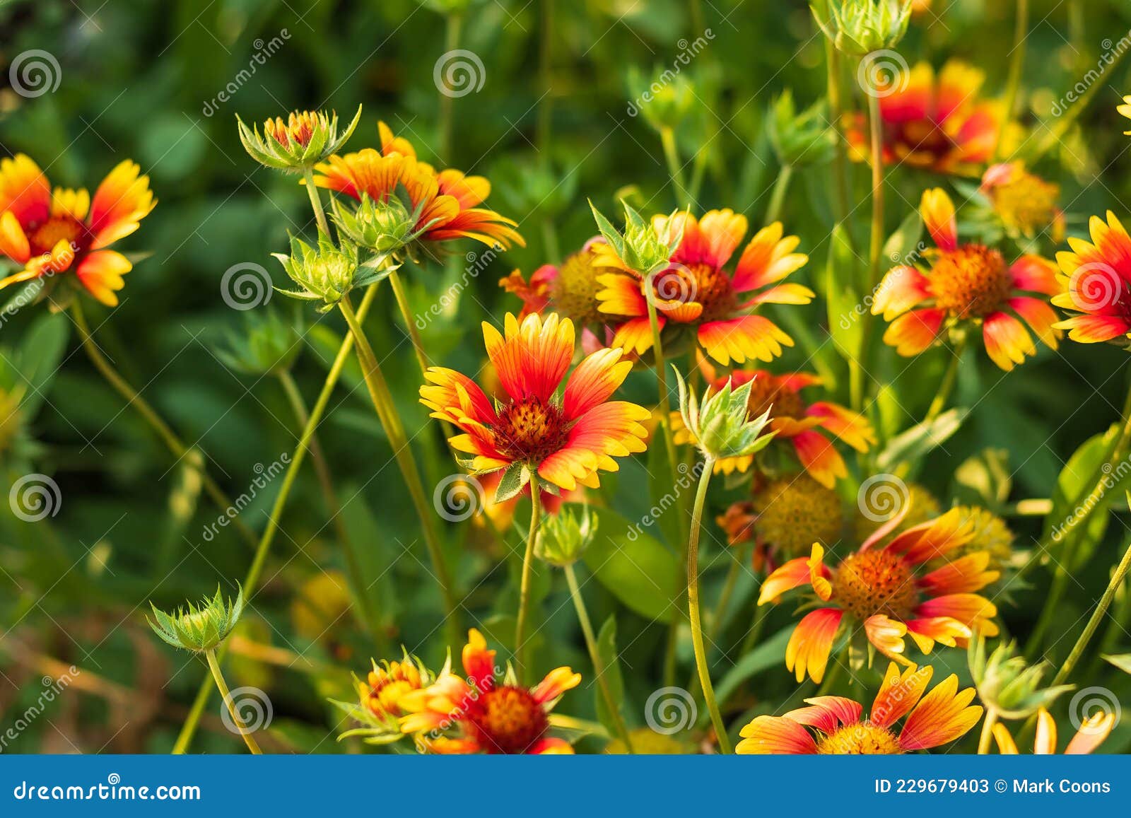 Group of Firewheel Flowers that are Taking Over the Garden Stock Image ...