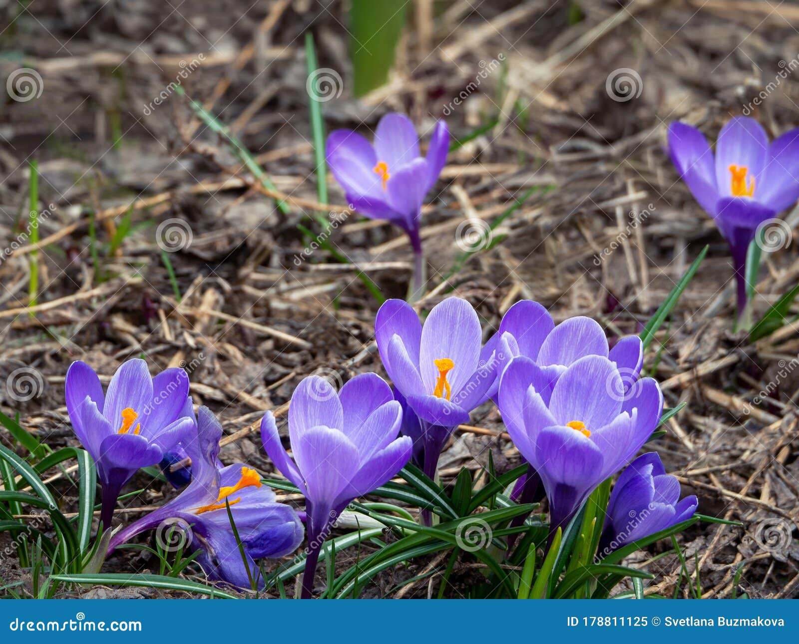 The Group of the First Spring Crocuses is Located on the Lower Edge of ...