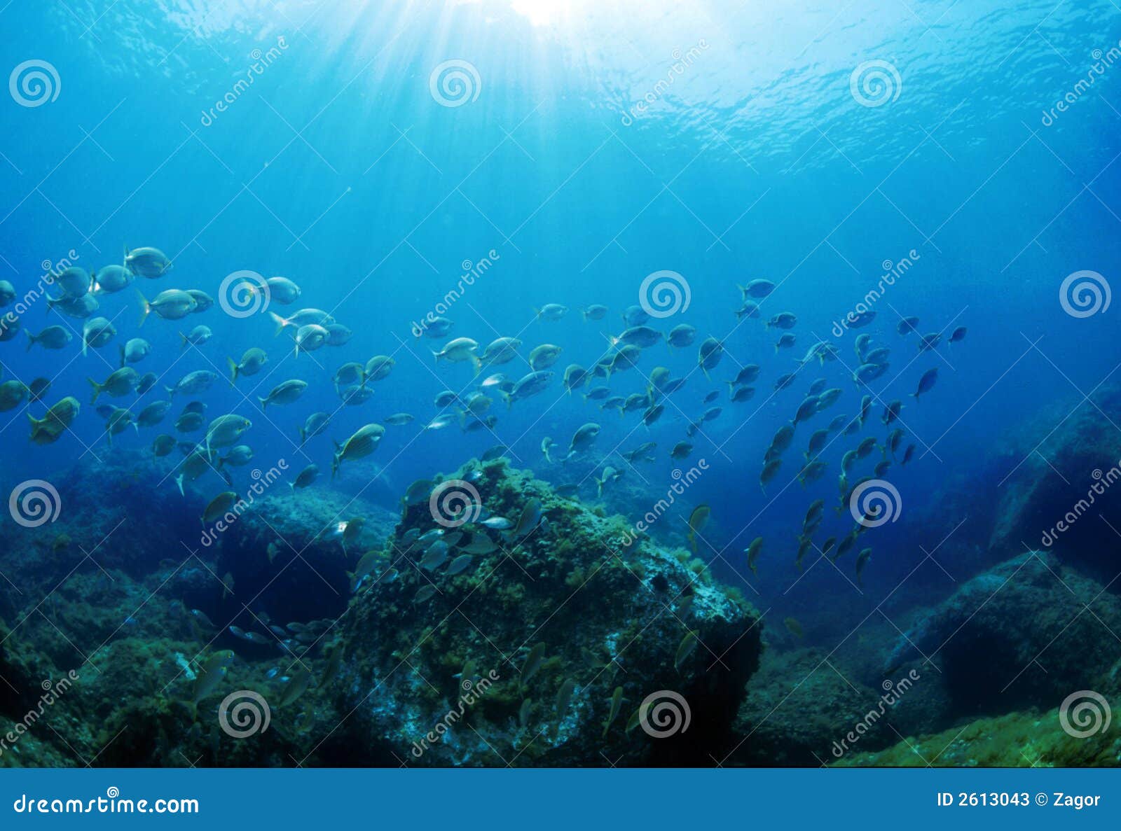 Group of fish stock image. Image of deep, dive, underwater - 2613043